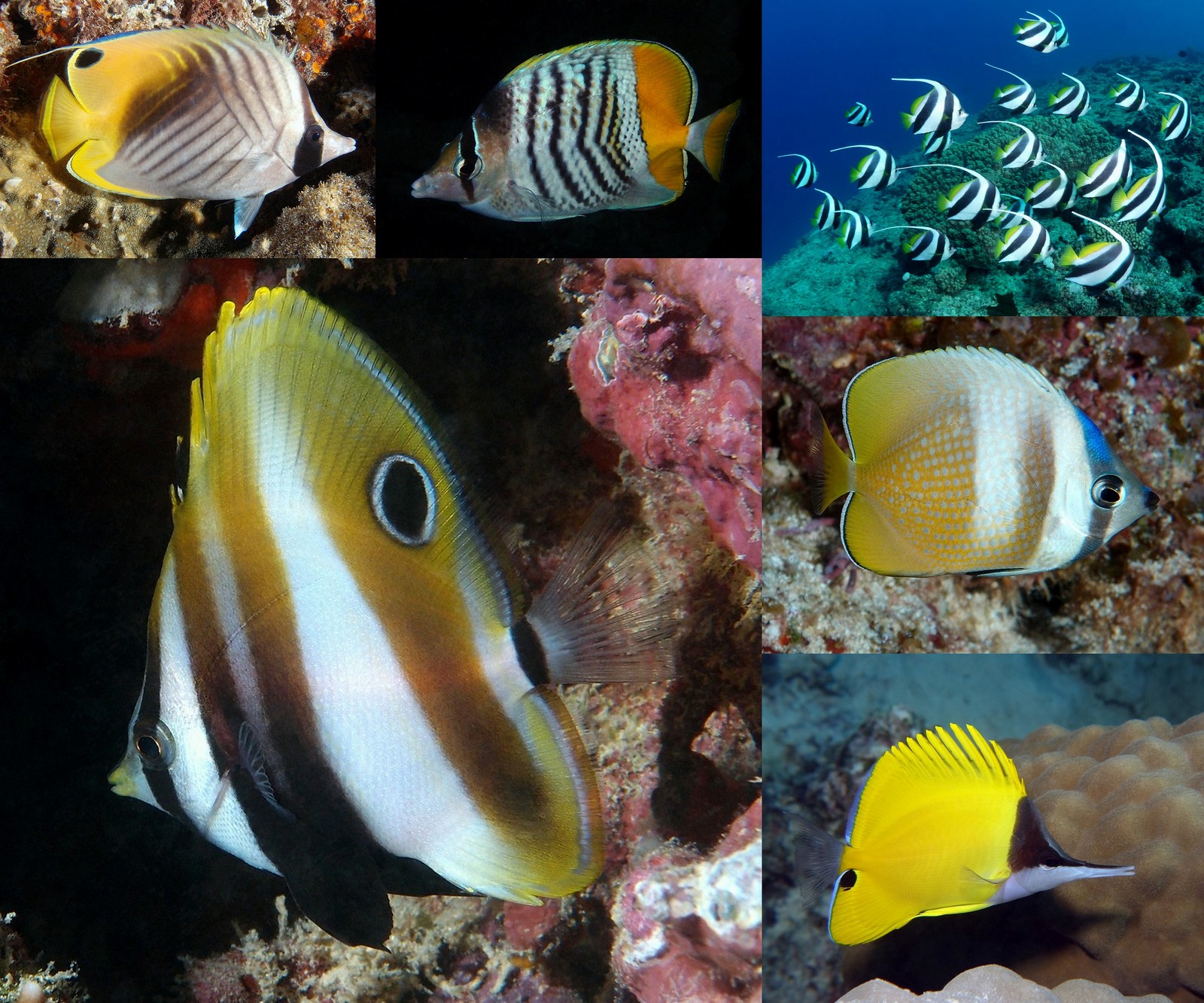 Poissons à nageoires rayonnées Nouvelle-Calédonie