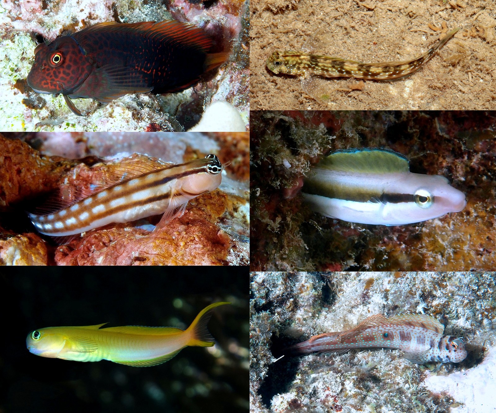 Poissons à nageoires rayonnées Nouvelle-Calédonie