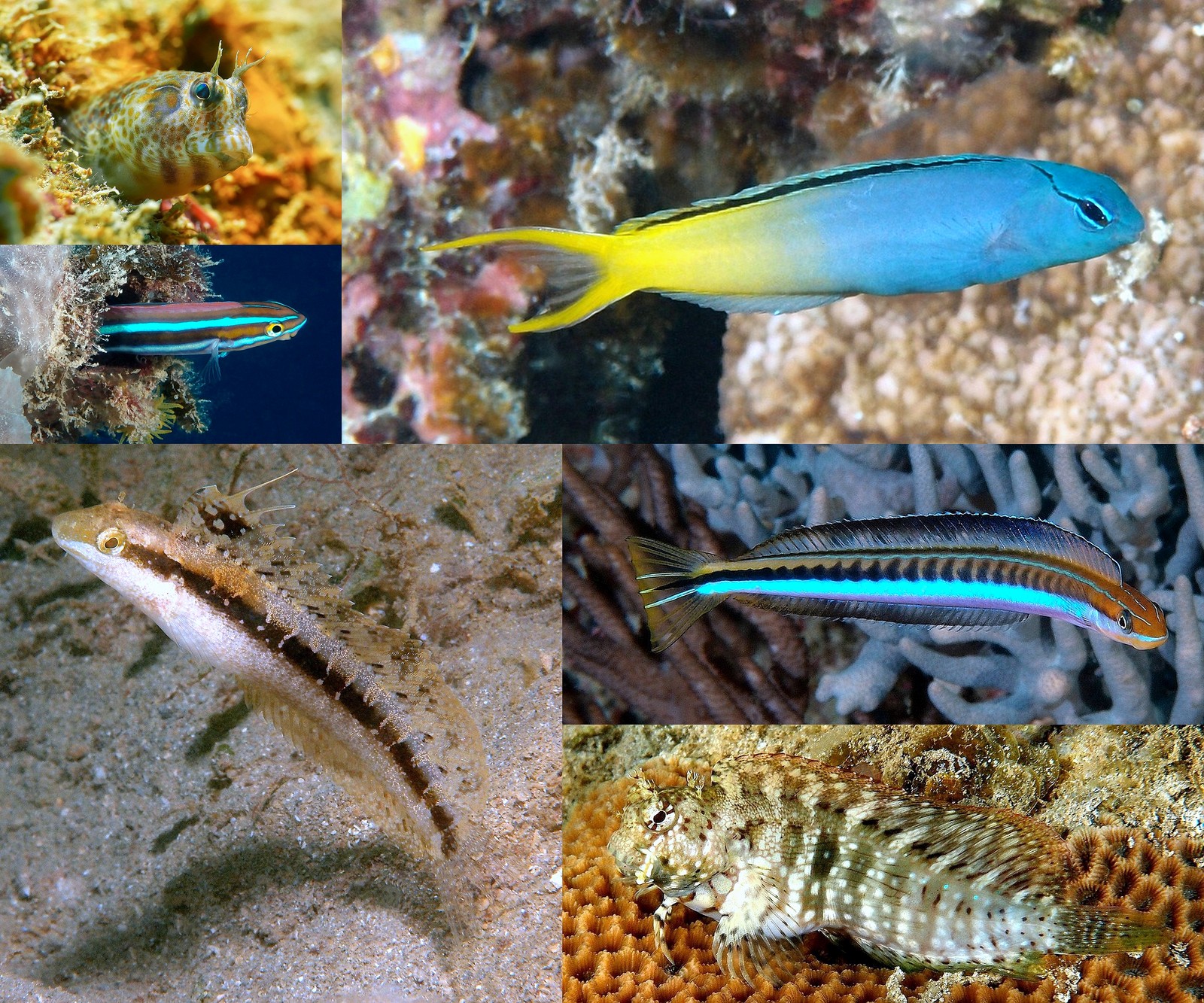 Poissons à nageoires rayonnées Nouvelle-Calédonie