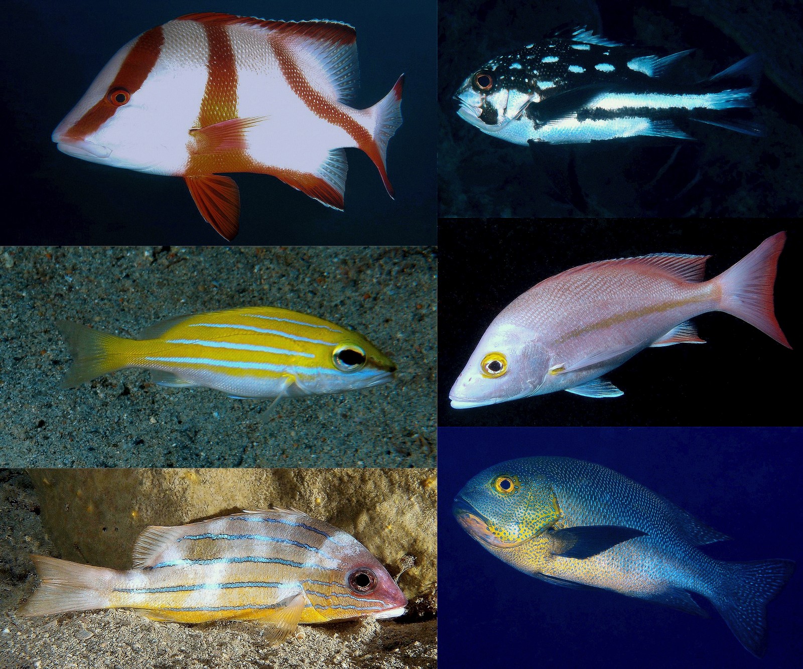 Poissons à nageoires rayonnées Nouvelle-Calédonie