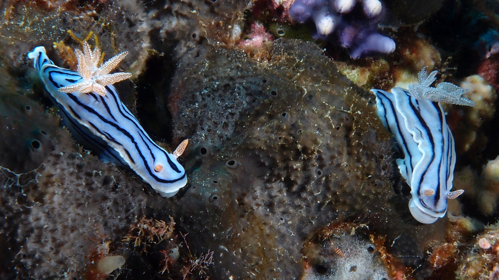 CHROMODORIS WILLANI - (RUDMAN, 1982)
