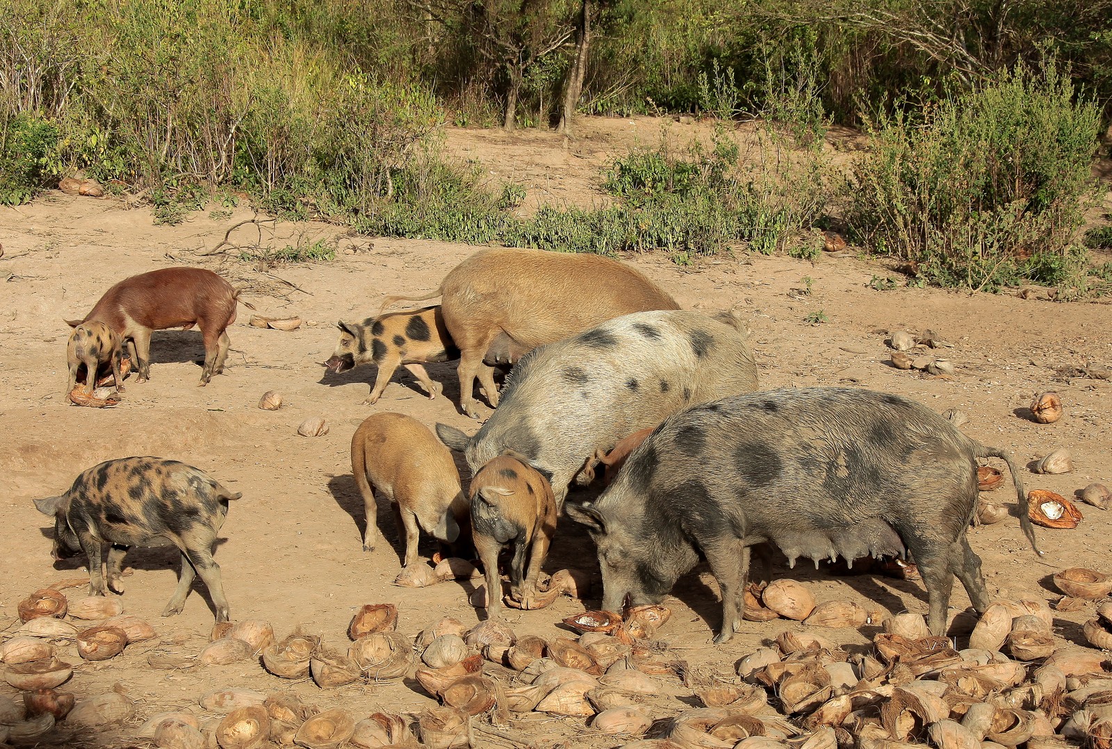 SUS SCROFA DOMESTICUS - (LINNAEUS, 1758)