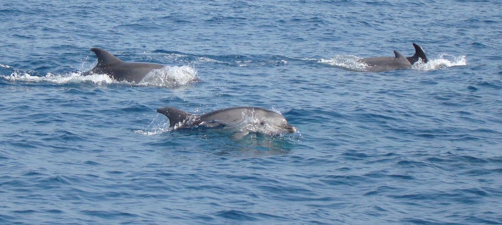 TURSIOPS TRUNCATUS - (MONTAGU, 1821)